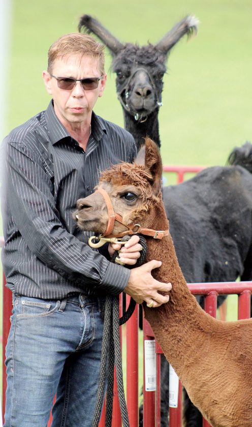 The ABCs of Alpacas | News, Sports, Jobs - News and Sentinel